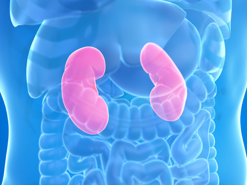 Organoids Recreate Native Kidney Architecture to Model Complex Disease ...